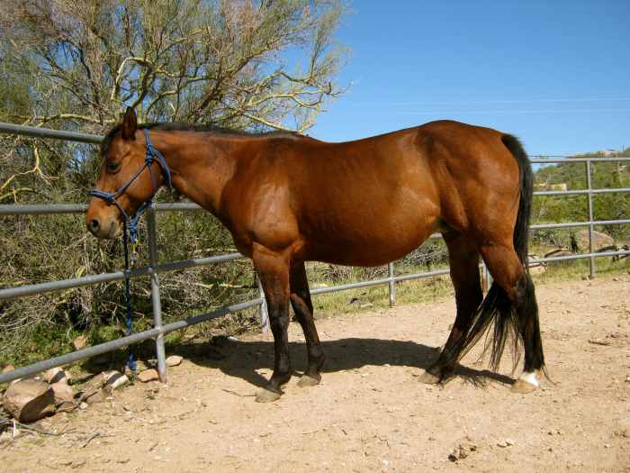 Preparing to Deliver a Foal: A Horse Breeder's 8 Emotional Stages ...