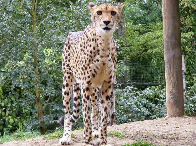 Everything You Need to Know About Pet Cheetahs - HubPages