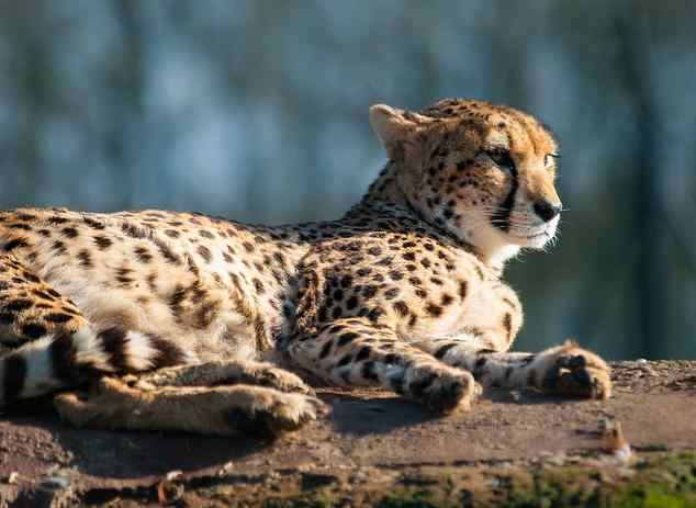 Everything You Need to Know About Pet Cheetahs - HubPages