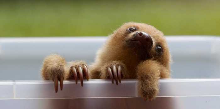 Pet Sloth: Legality, Feeding, and Housing Introduction - HubPages