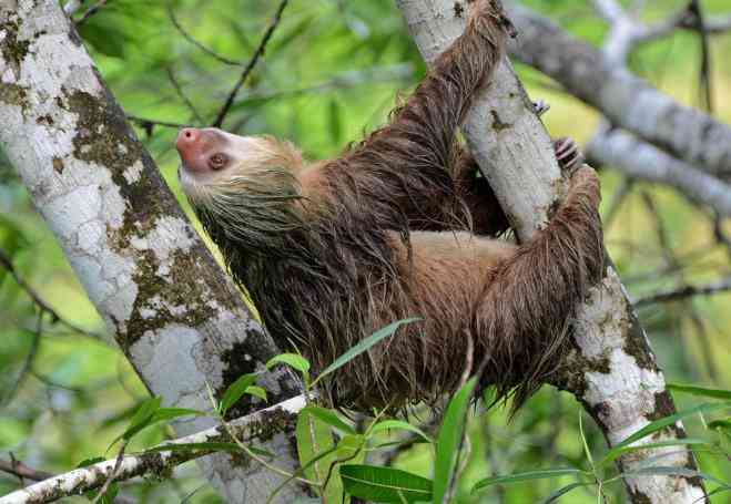 Pet Sloth: Legality, Feeding, and Housing Introduction - HubPages
