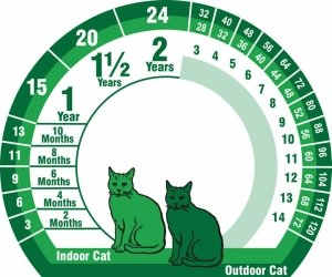 Caring for Your Aging Cat (Plus How to Guess Its Age) - HubPages