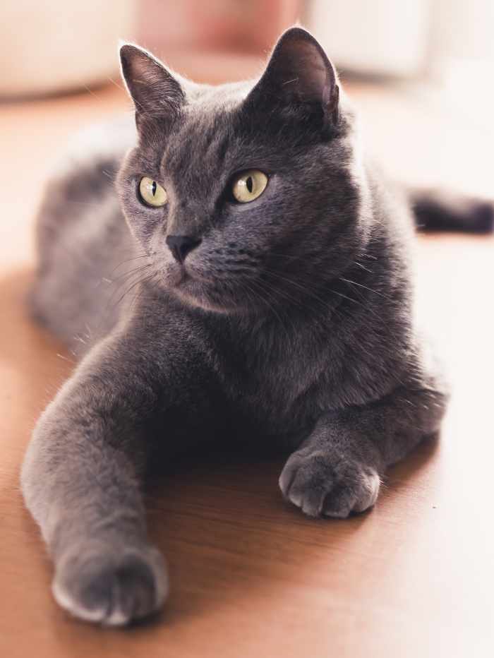 How to Identify Cat Breeds: From Ear Tufts to Fluffy Tails - PetHelpful