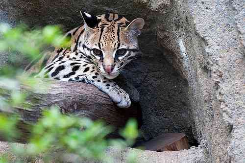 10 Small Exotic Cats That Are Legal to Keep as Pets - HubPages