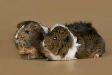 Abyssinian Guinea Pigs: Care Guide, Breeds, Colours, Origin - HubPages