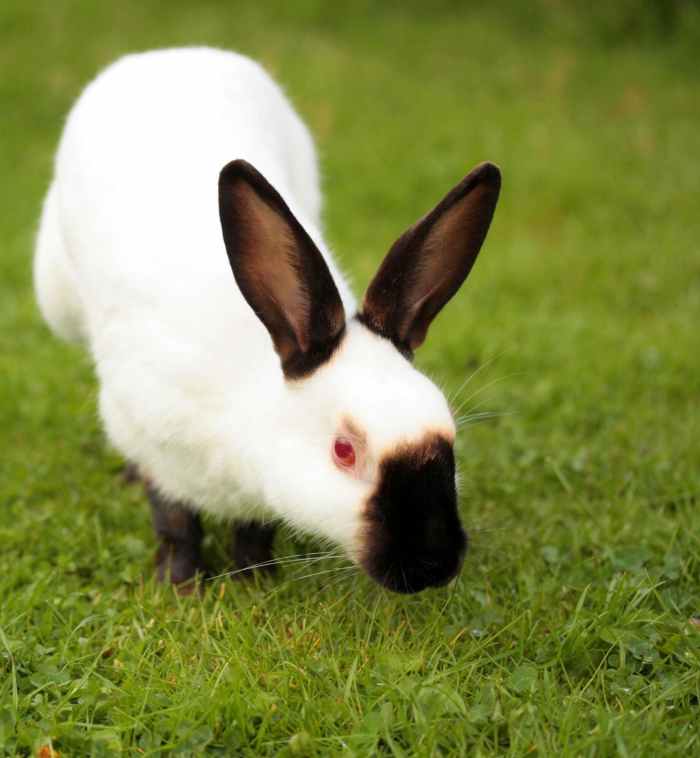 The 10 Best Pet Rabbit Breeds for Children - PetHelpful