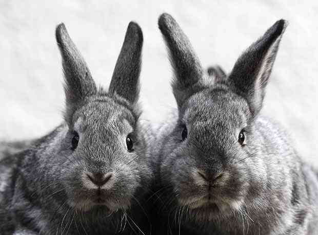 The 10 Best Pet Rabbit Breeds for Children - PetHelpful