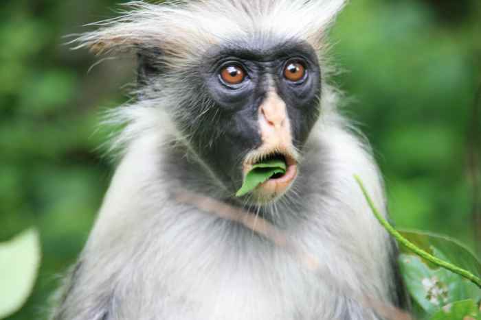 Top 10 Most Dangerous Legal Exotic Pets - HubPages