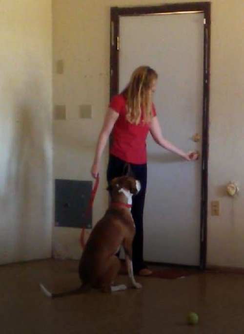 8 Exercises for Training a Dog's Impulse Control and Frustration ...