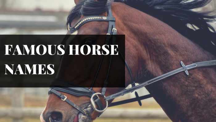 250+ Awesome Horse and Racehorse Names - HubPages