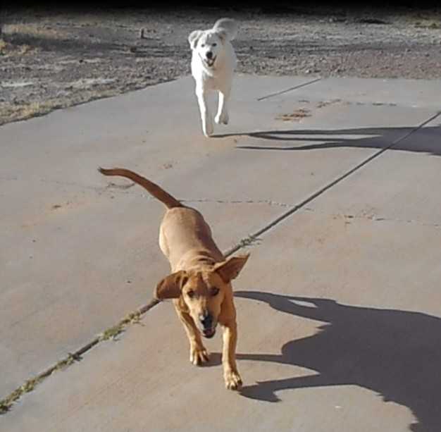 Dealing With Two Dogs Fighting Over the Owner - HubPages