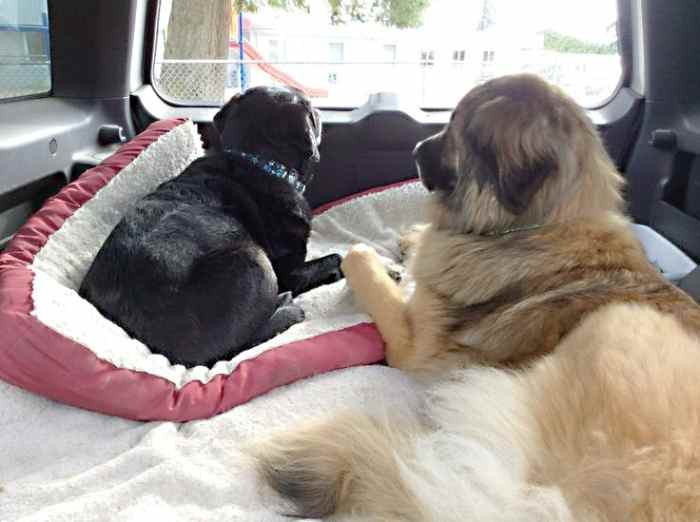 Spleen Functions, Hematoma, and Removal (Splenectomy) in Dogs - PetHelpful