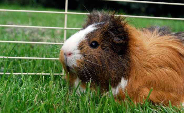 11 Pets With a 5-Year Lifespan (or Less) - HubPages