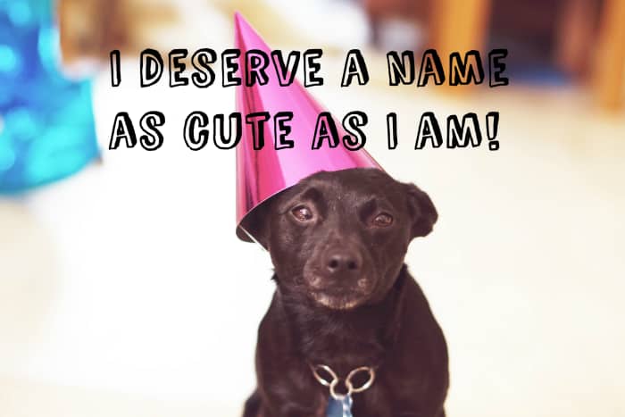 50 Most Popular Female Dog Names This Decade With Meanings - HubPages