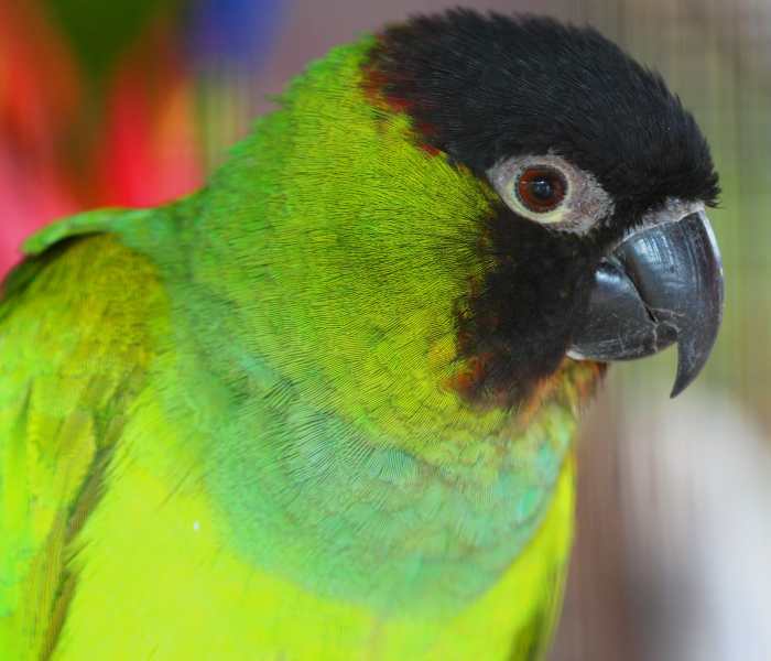 Wild Parrots Multiplying in Southern California - PetHelpful