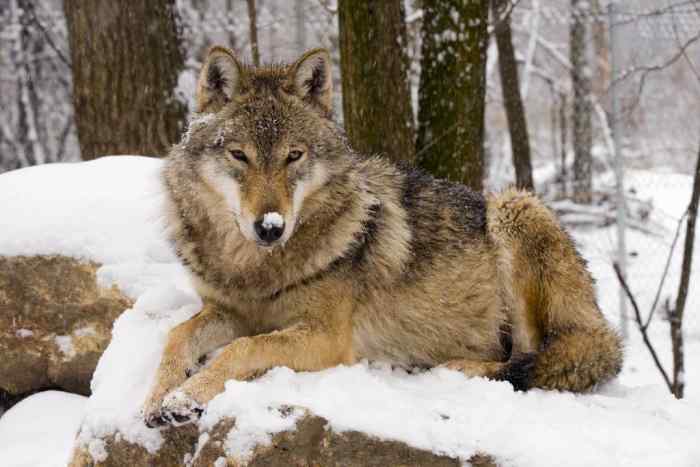 300+ Wolf Names and Meanings (From Alaska to Zion) - PetHelpful