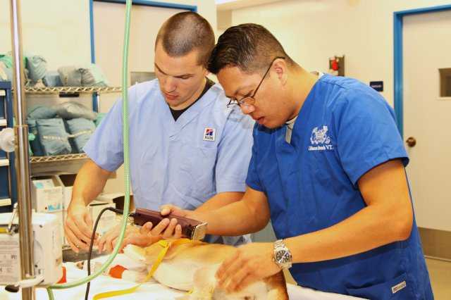 How to Care for and Keep Dog Stitches Clean After Surgery - PetHelpful