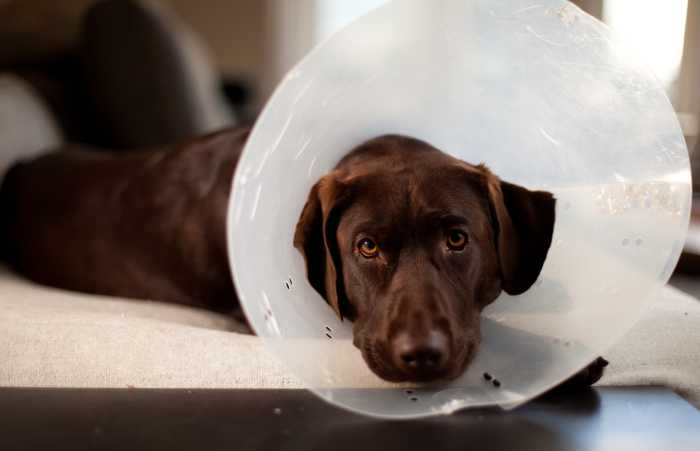 How to Care for and Keep Dog Stitches Clean After Surgery - PetHelpful
