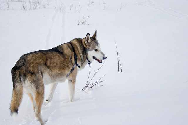 10 Dog Breeds That Look Like Wolves - HubPages