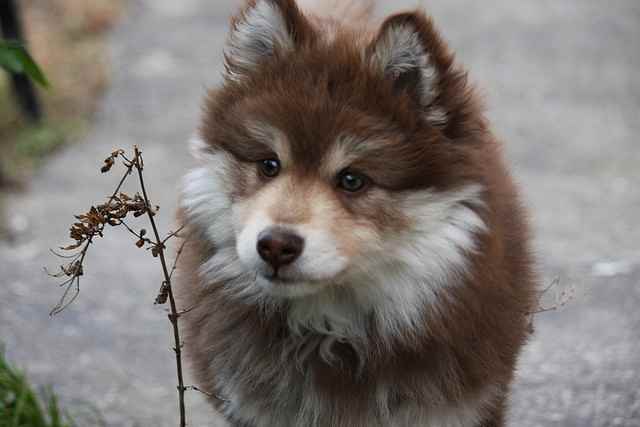 10 Dog Breeds That Look Like Wolves - HubPages