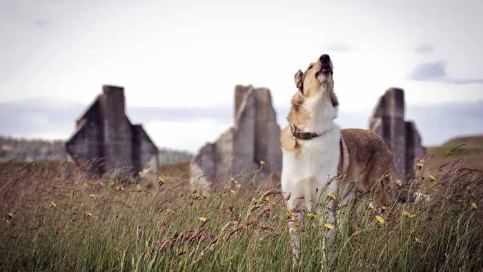 Why Do Dogs Howl? 10 Reasons for This Wolf-Like Behavior - HubPages