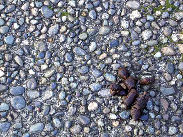 10 Types of Dog Poop and What They Mean - PetHelpful
