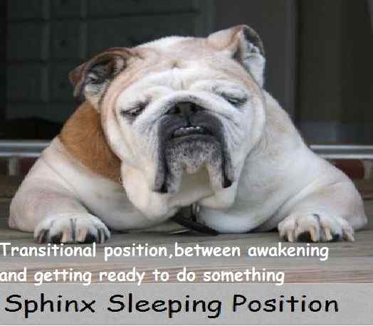 What Your Dog's Sleeping Position Tells You About Them - HubPages