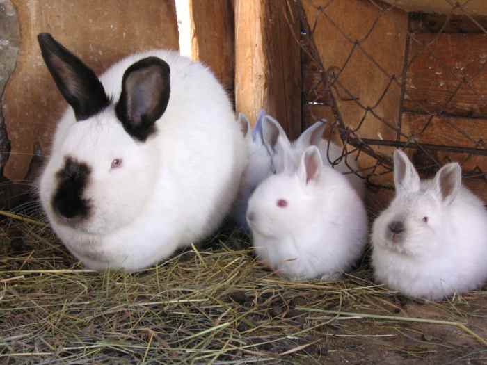 15 of the Best Pet Rabbit Breeds - HubPages