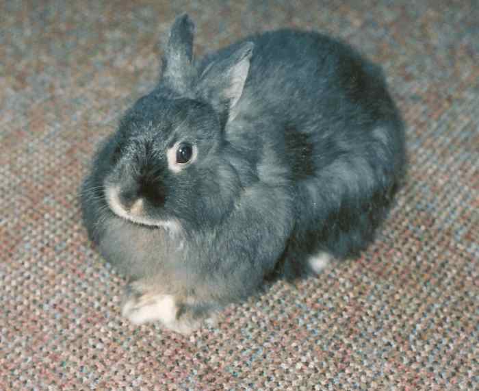 15 of the Best Pet Rabbit Breeds - HubPages