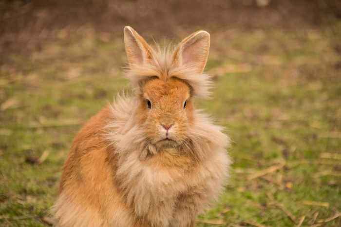 15 of the Best Pet Rabbit Breeds - HubPages