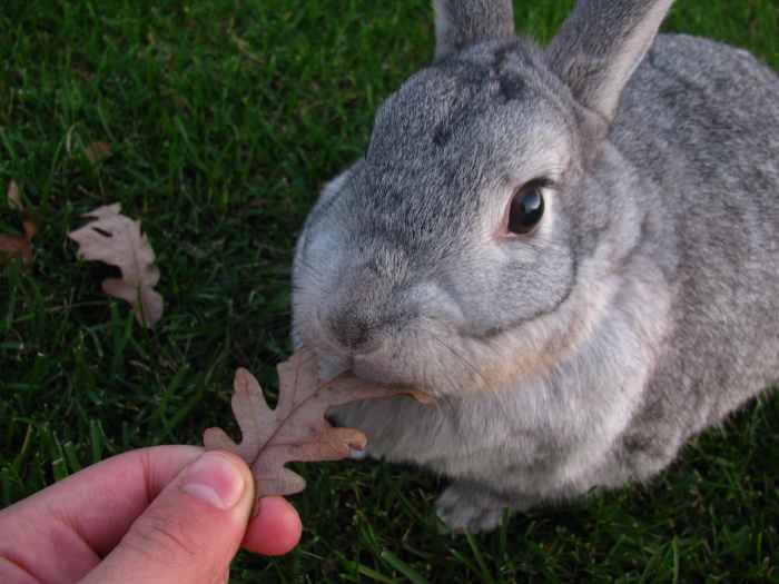 15 of the Best Pet Rabbit Breeds - HubPages