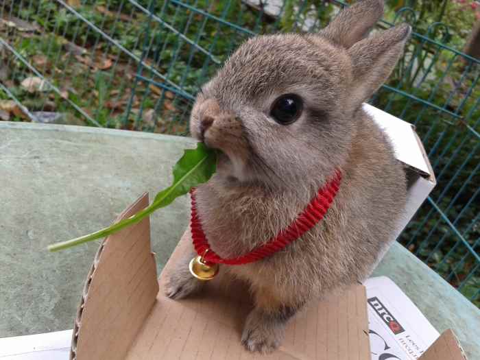 15 of the Best Pet Rabbit Breeds - HubPages