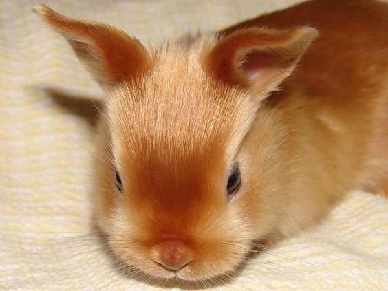 15 of the Best Pet Rabbit Breeds - HubPages