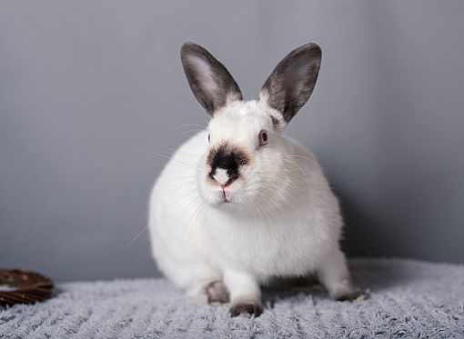 15 of the Best Pet Rabbit Breeds - HubPages