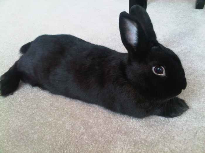 15 of the Best Pet Rabbit Breeds - HubPages