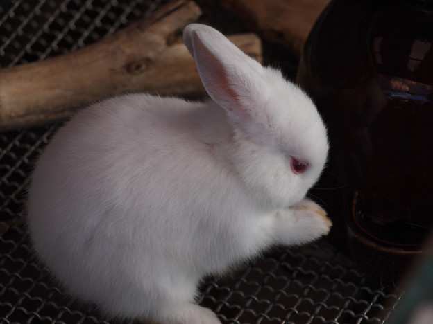 15 of the Best Pet Rabbit Breeds - HubPages