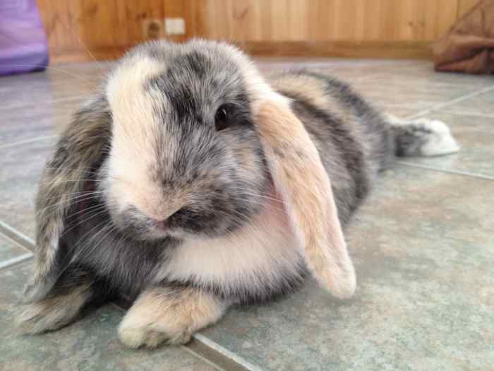 15 of the Best Pet Rabbit Breeds - HubPages