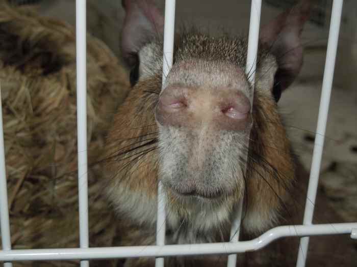 How to Care for Maras as Pets - HubPages