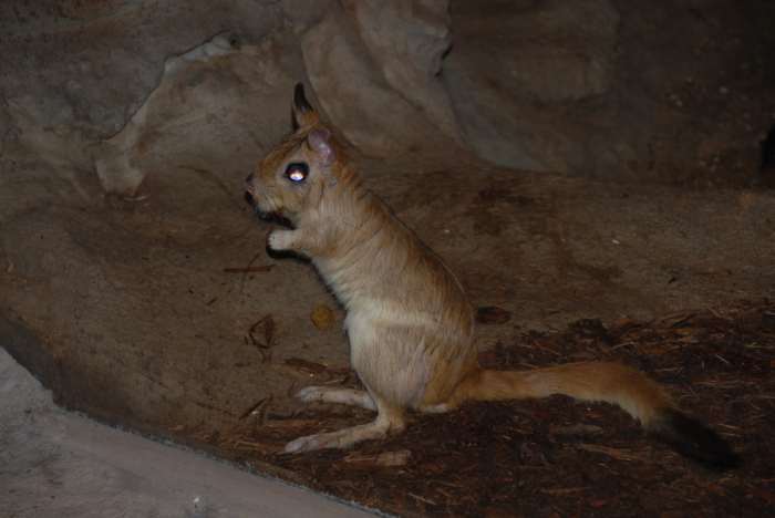 42 Rare and Unique Exotic Pets - HubPages