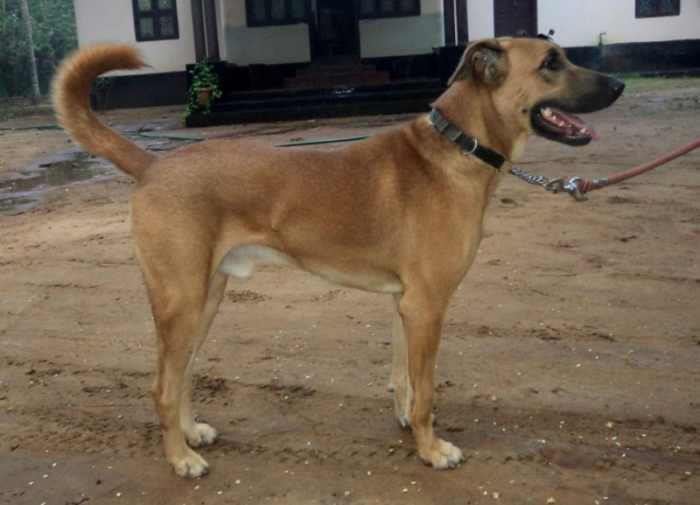 Top 20 Indian Dog Breeds: Cost, Care, and Traits - HubPages