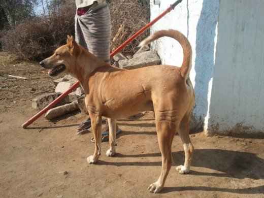 Top 20 Indian Dog Breeds: Cost, Care, and Traits - HubPages