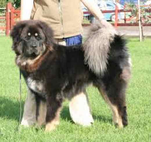 Top 20 Indian Dog Breeds: Cost, Care, and Traits - HubPages