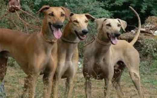 Top 20 Indian Dog Breeds: Cost, Care, and Traits - HubPages