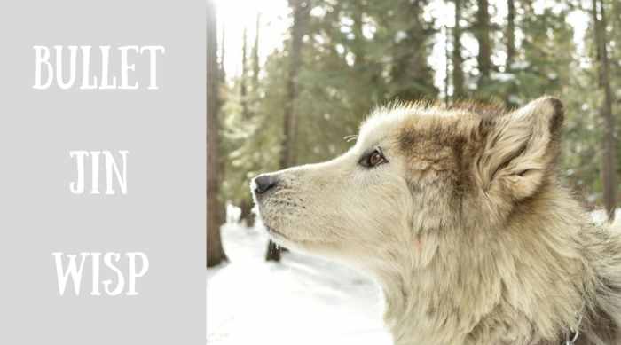 210+ Unique Names for Blue, Gray, and Silver Dogs - HubPages