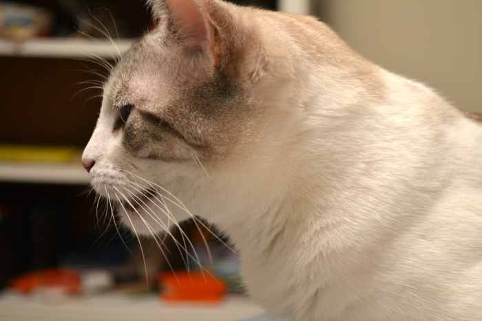 The Flehmen Response in Domestic Cats - PetHelpful