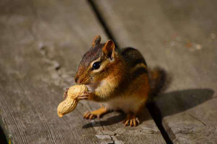 Types of Squirrels People Keep as Pets - HubPages