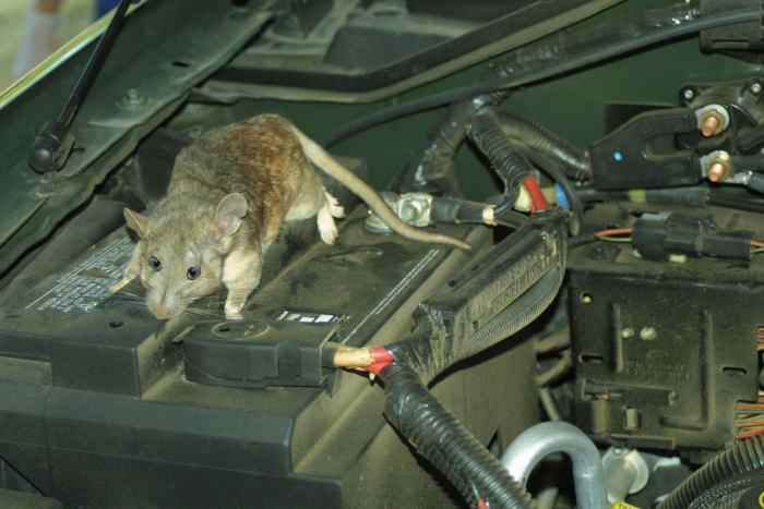 How to Keep Mice, Rats, and Other Rodents out of Your Car Engine - HubPages