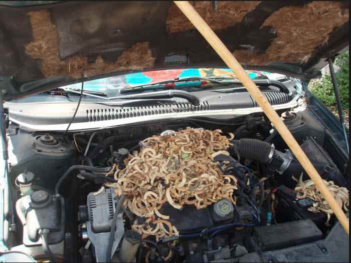 Did You Know Your Car Had Edible Parts? - HubPages