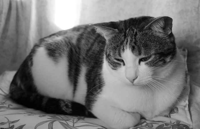 10 Signs of Depression in Cats: How to Know if Your Cat Is Depressed ...