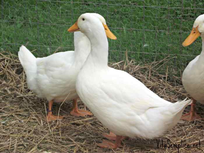 Everything You Need to Know About Pekin Ducks - PetHelpful